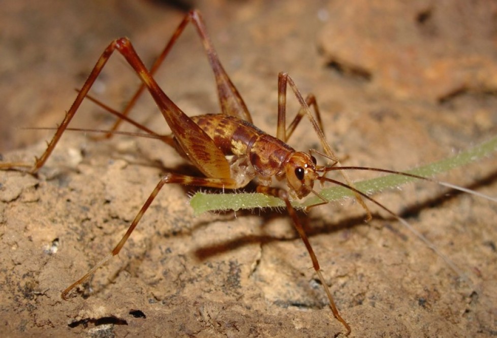 Bionomia | Centro de Estudos em Biologia Subterrânea