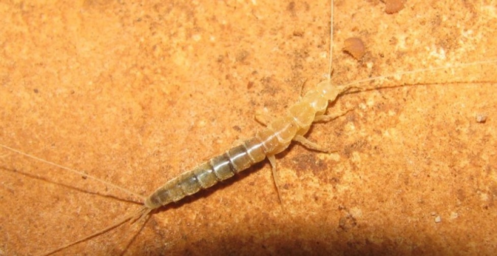 Zygentoma | Centro de Estudos em Biologia Subterrânea